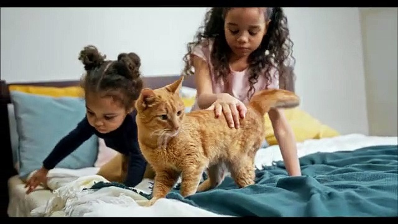 Qutee kitten were playing - video Dailymotion