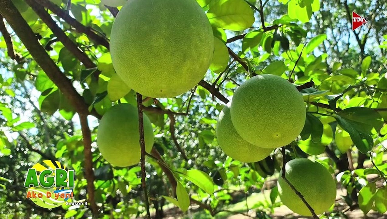 Pomelo Farm - video Dailymotion