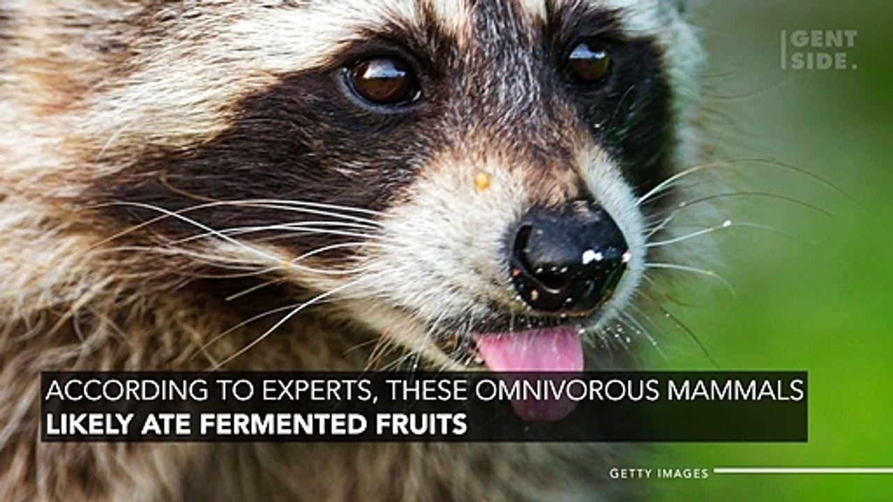 Drunk Raccoons Cause A Ruckus In A Residential Neighborhood - video ...