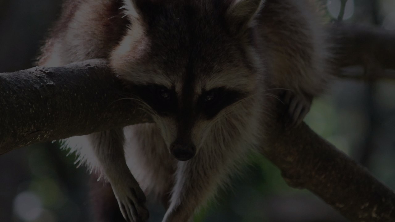 Drunk Raccoons Cause Mayhem In A Residential Neighborhood - video ...