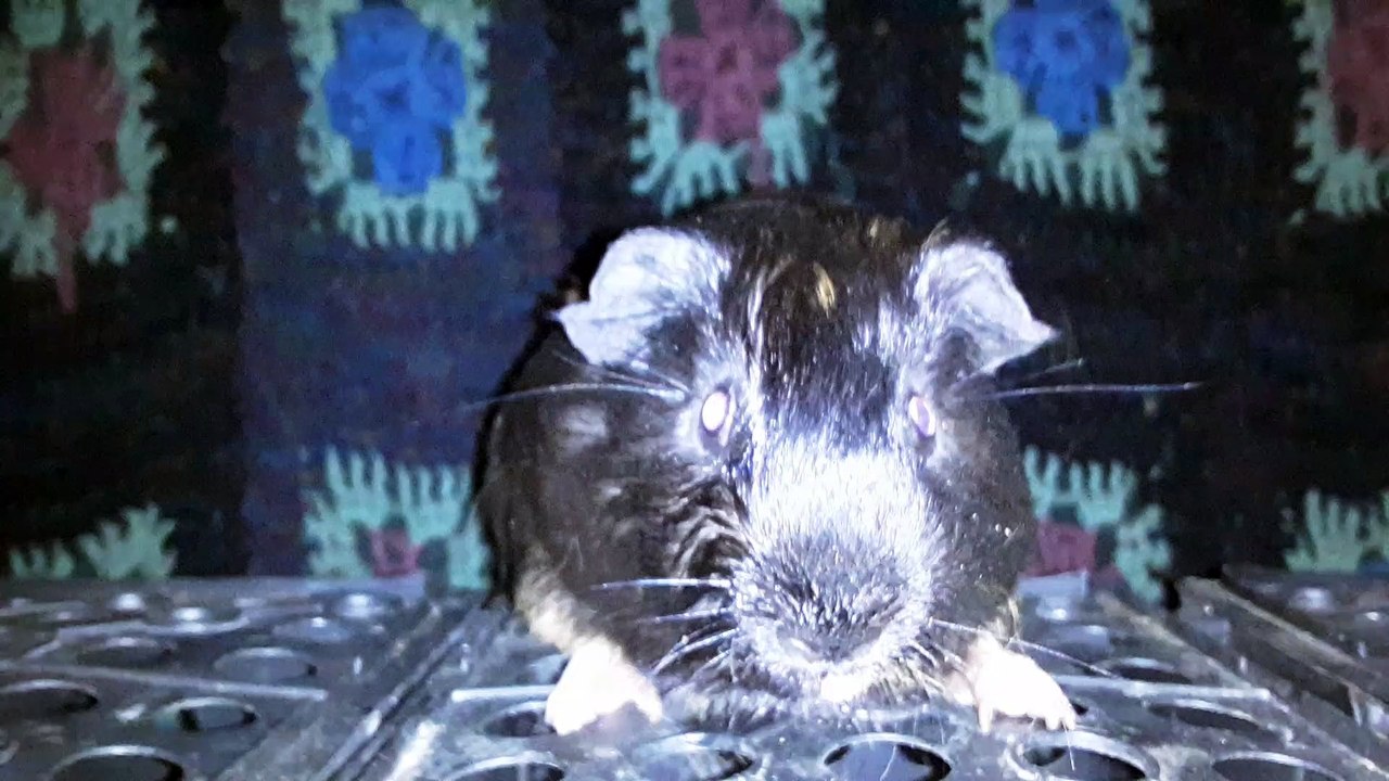 CAVIA PORCELLUS DAVID 20210316_064006 - video Dailymotion
