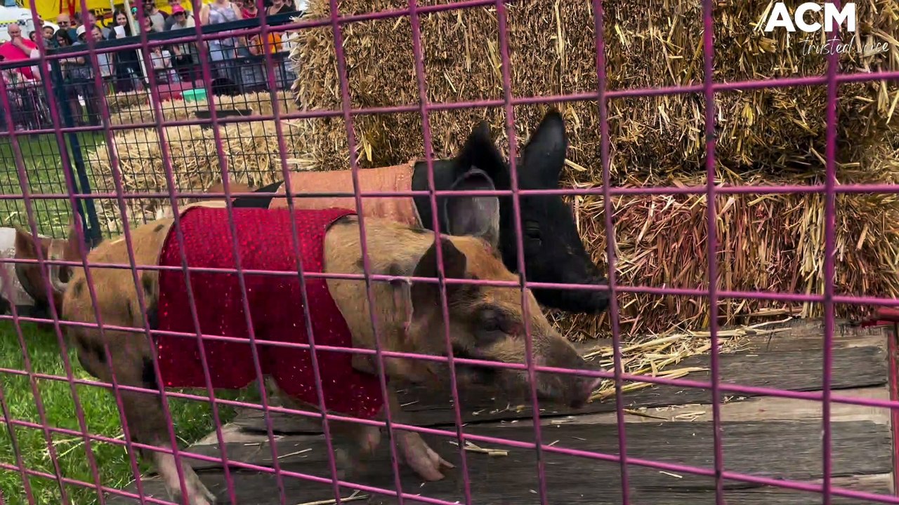 Goulburn Show - March 07, 2022 - Goulburn Post - video Dailymotion