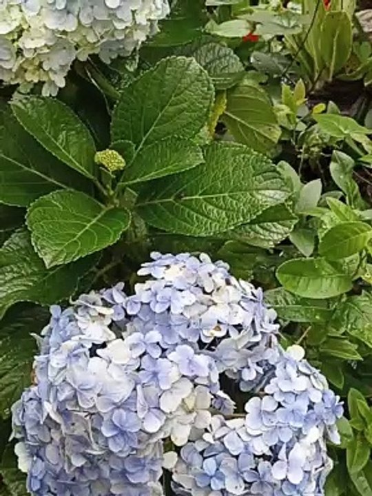 Keindahan bunga air laut - Video Dailymotion