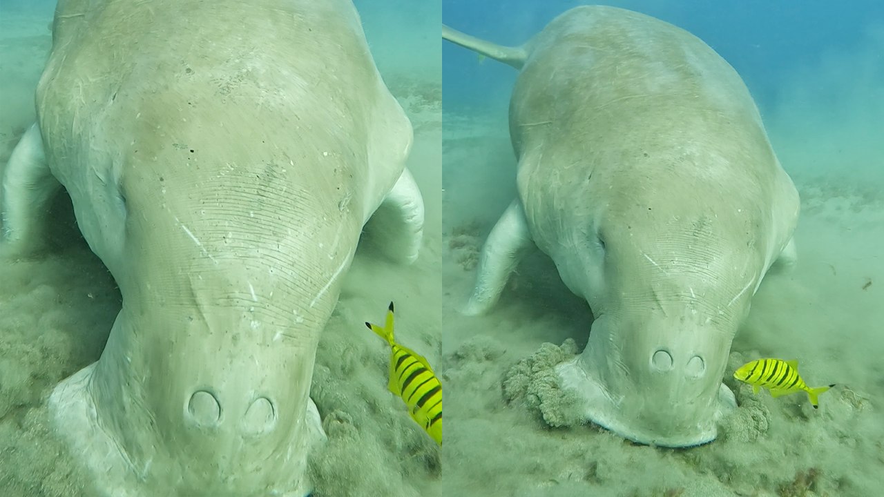 'Scuba divers stumble across a lovely sea cow having dinner ...