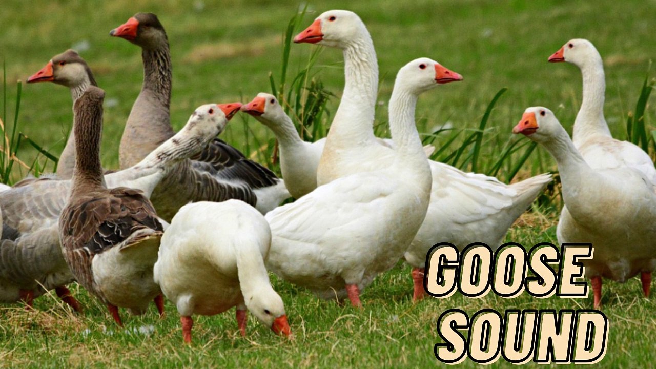 White Goose Sound Loud Video By Kingdom Of Awais - video Dailymotion