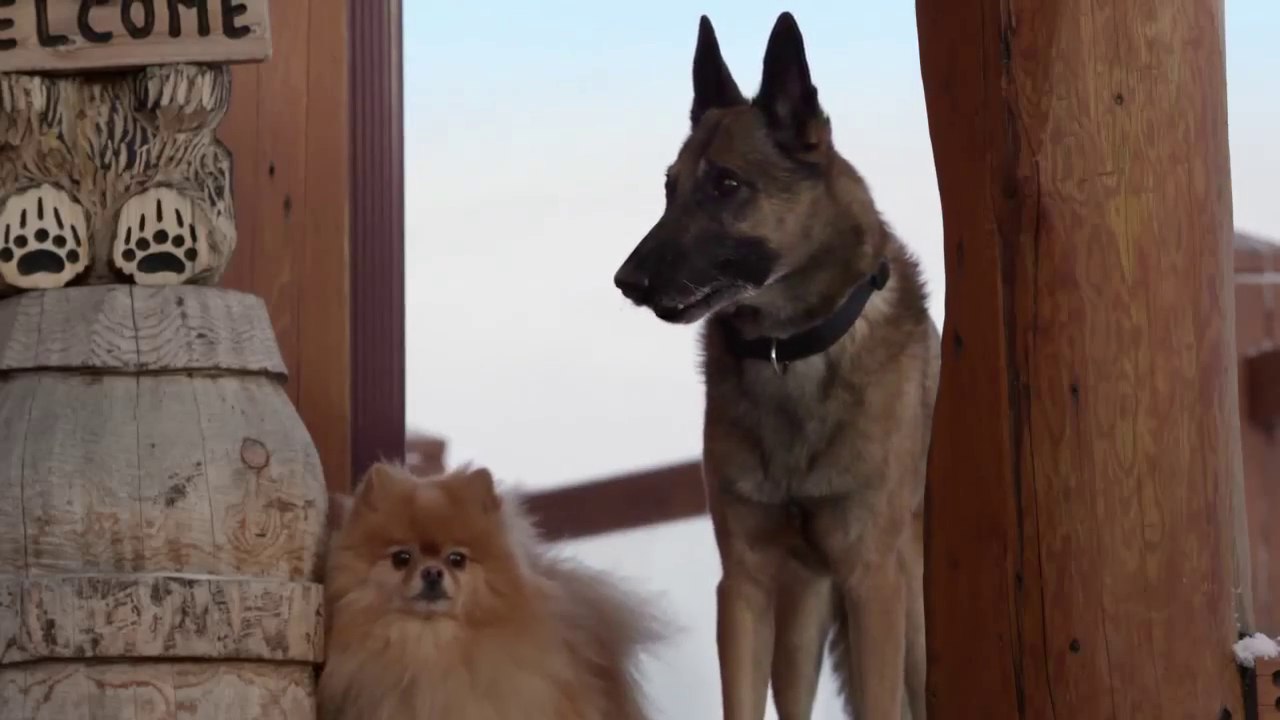 Step dogs - VO - Vidéo Dailymotion