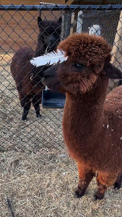 Fashionable Alpaca has a Feather Stuck on His Head - video Dailymotion