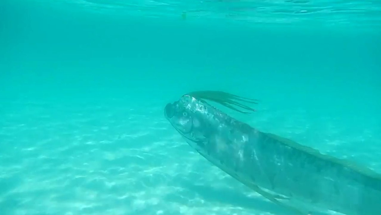 Deux poissons ruban filmés près d'une plage mexicaine ! - Vidéo Dailymotion