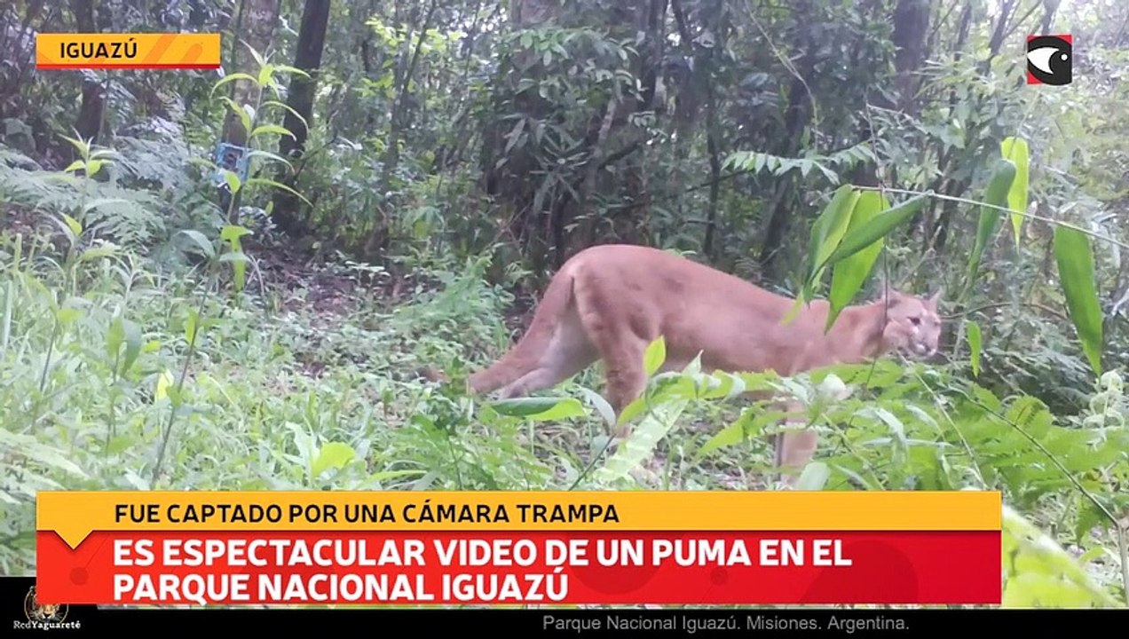 Es espectacular video de un puma en el Parque Nacional Iguazú - Vídeo ...