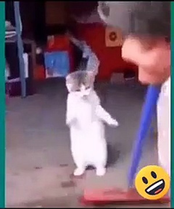 Kucing bergoyang dangdut asyek - Video Dailymotion