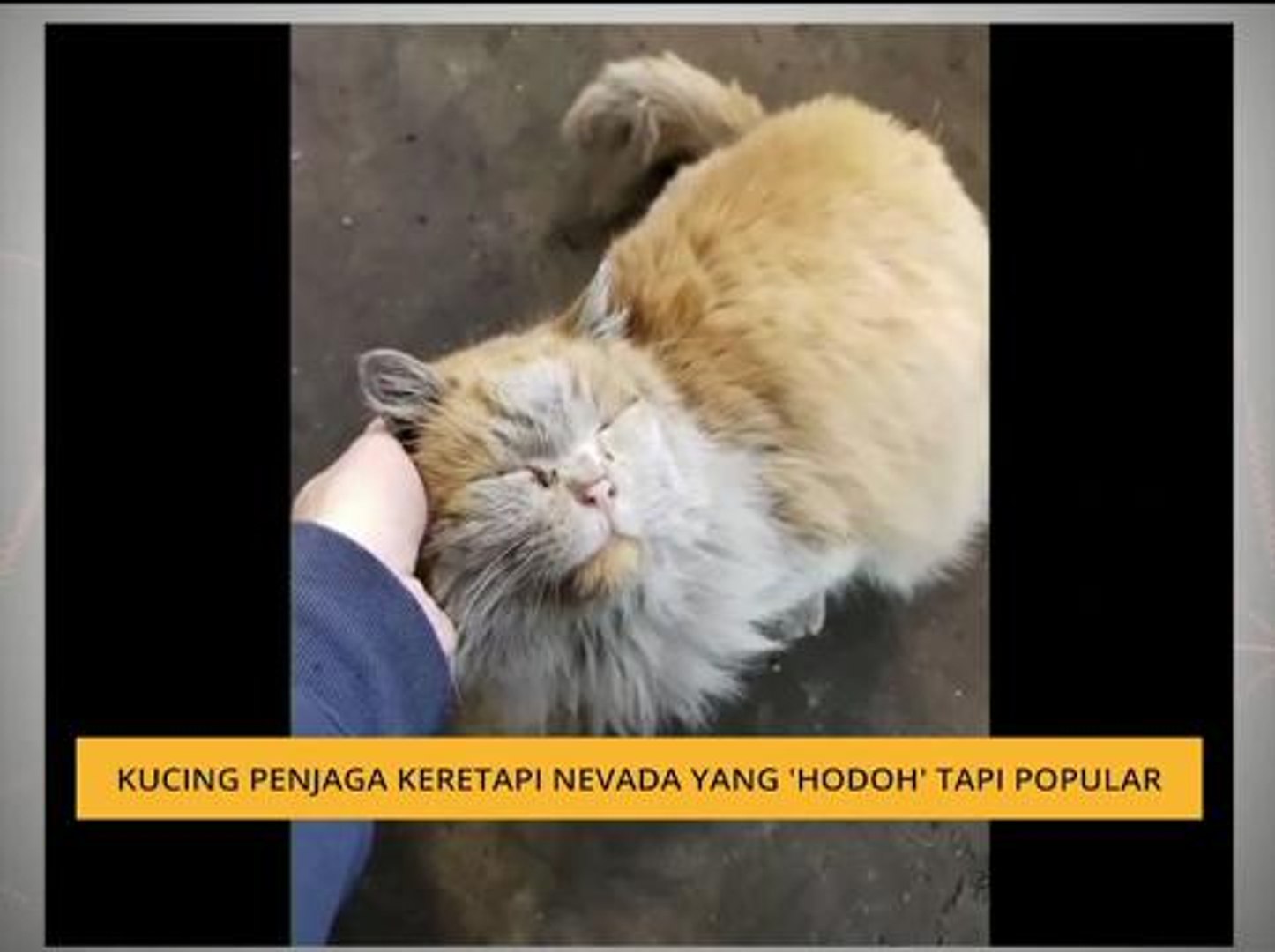 Kucing Paling Hodoh Di Dunia