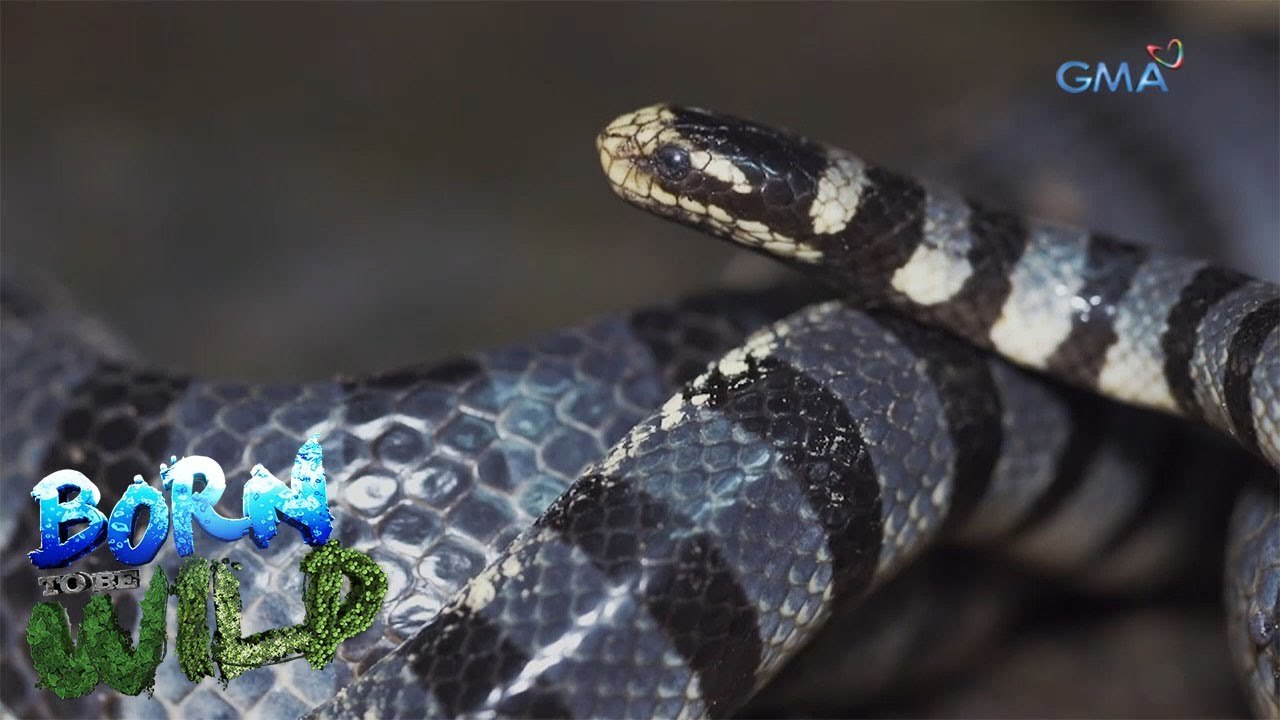 Born to be Wild: Creatures living in 'Batong Dako' - video Dailymotion