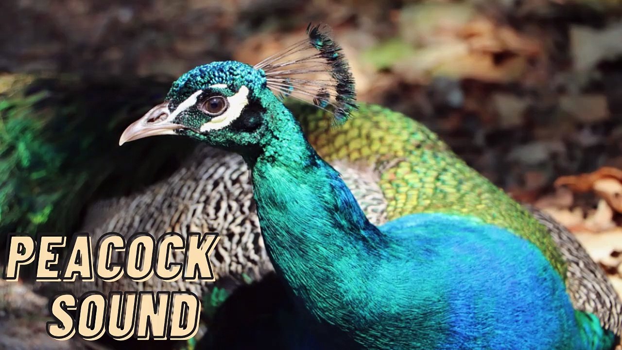 Bird Peacock Noise Sound Effect | Peacock Voice Video By Kingdom Of ...