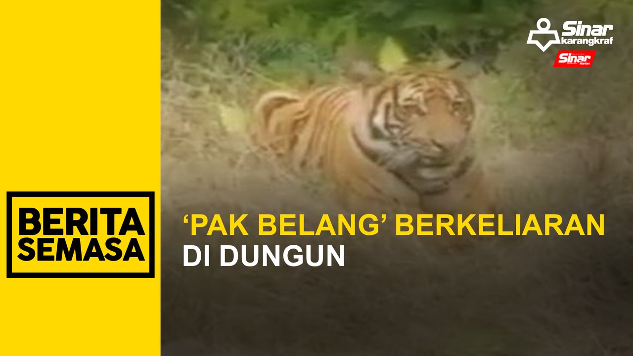 ‘Pak belang’ berkeliaran di Dungun - Video Dailymotion