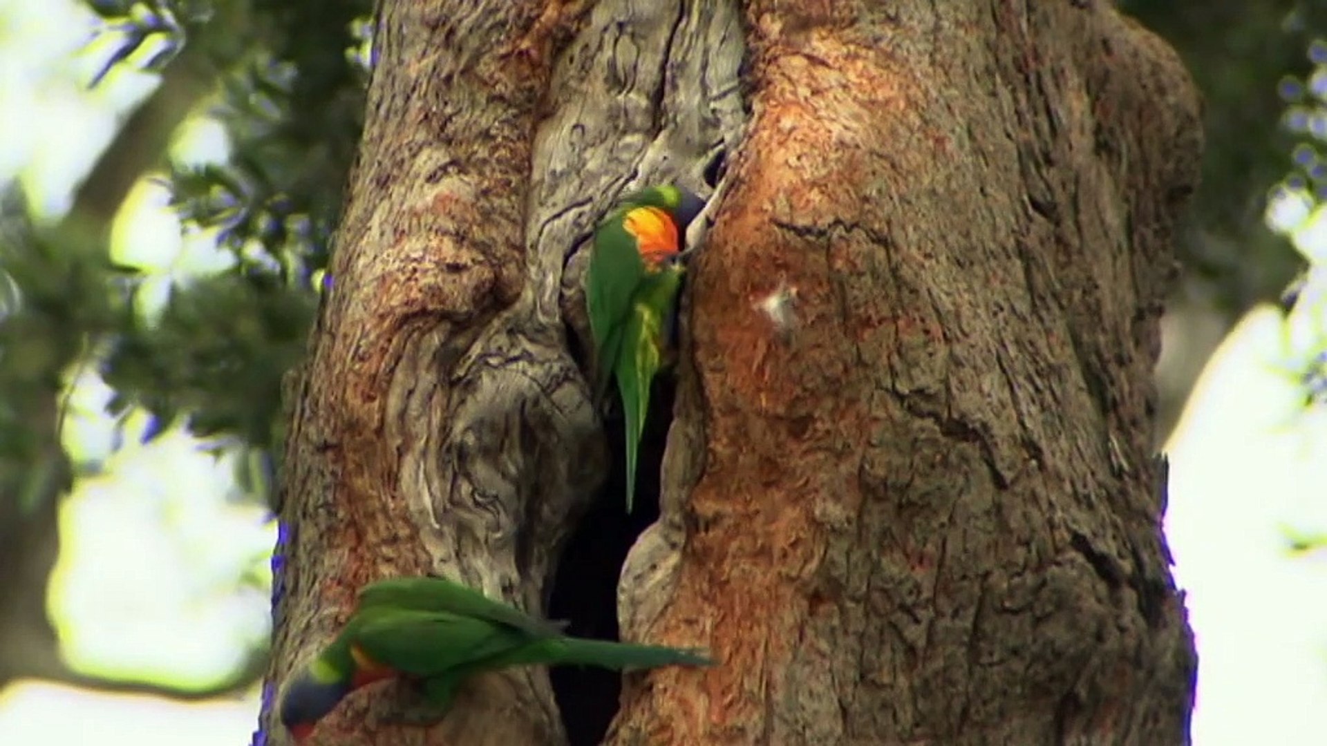 Artificial habitats providing shelter for animals to help counter loss ...
