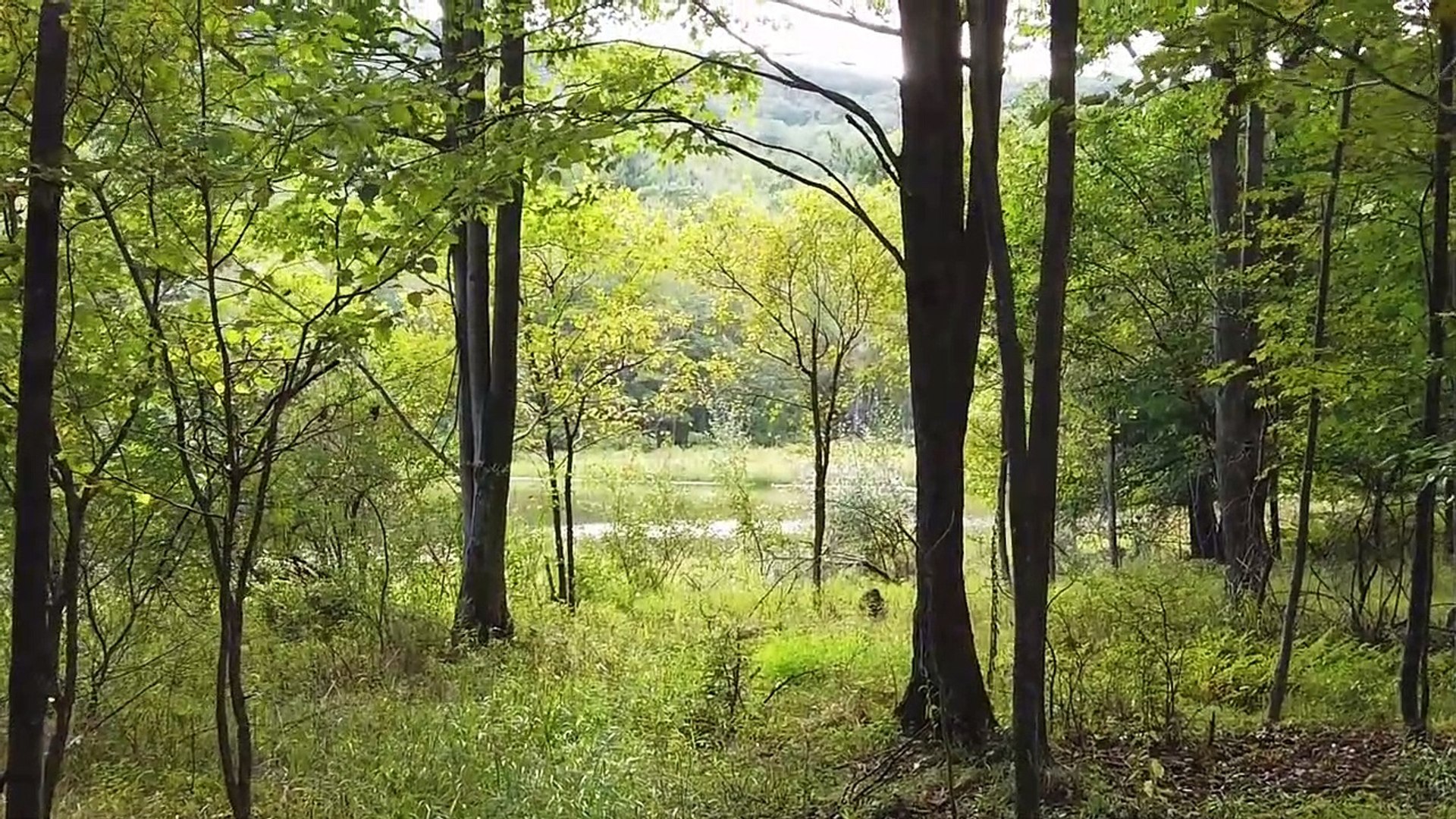 Relaxing Music Forest