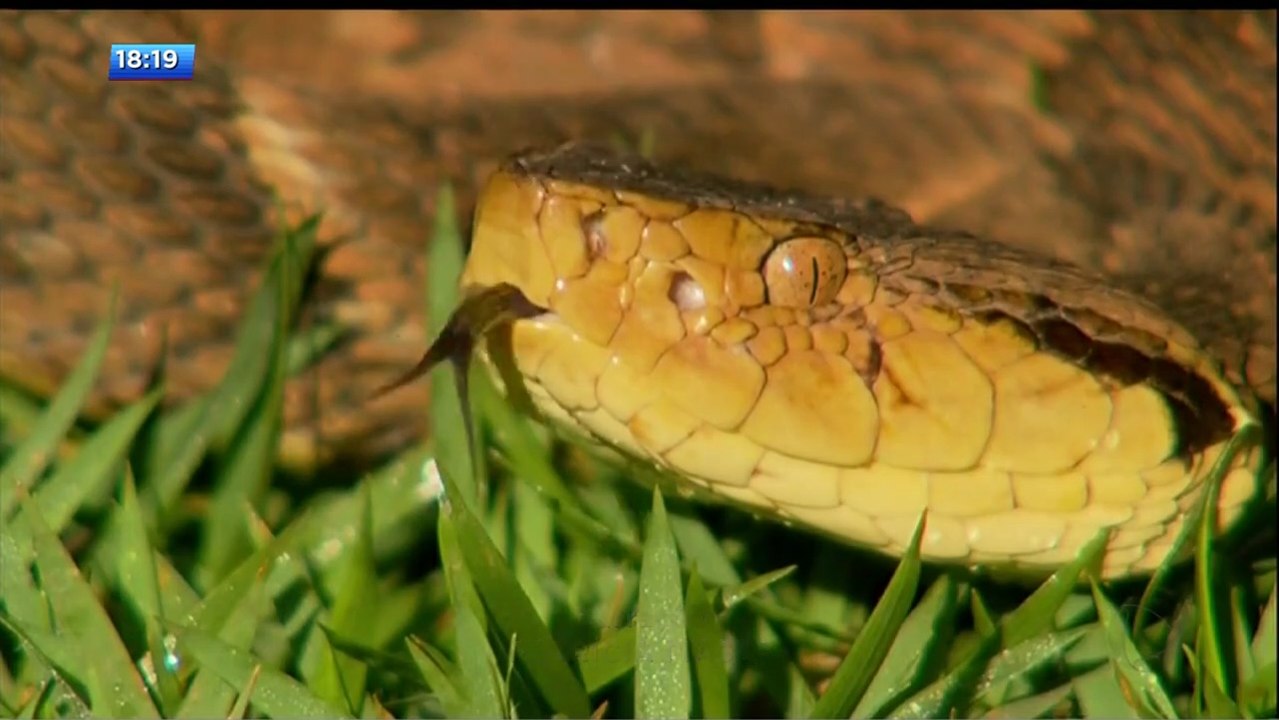 Six-year-old boy is bitten by a pit viper snake in Brazil, Menino de ...