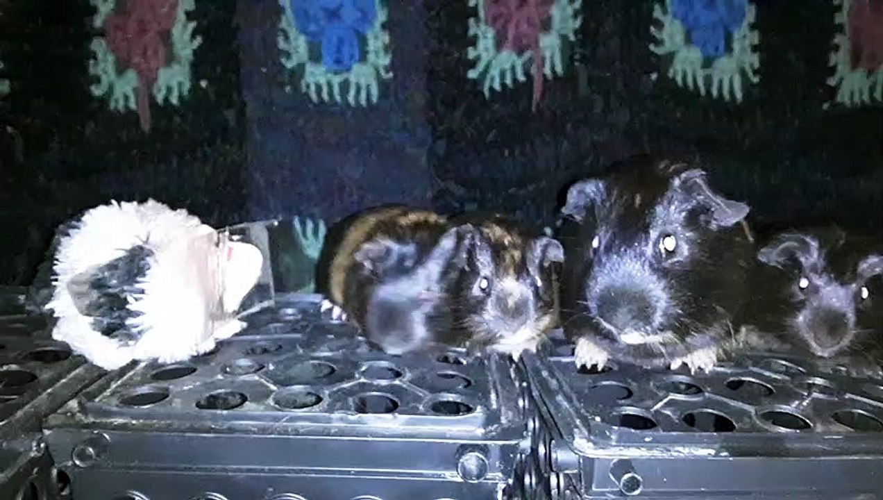 CAVIA PORCELLUS DAVID 20210327_051024 - video Dailymotion