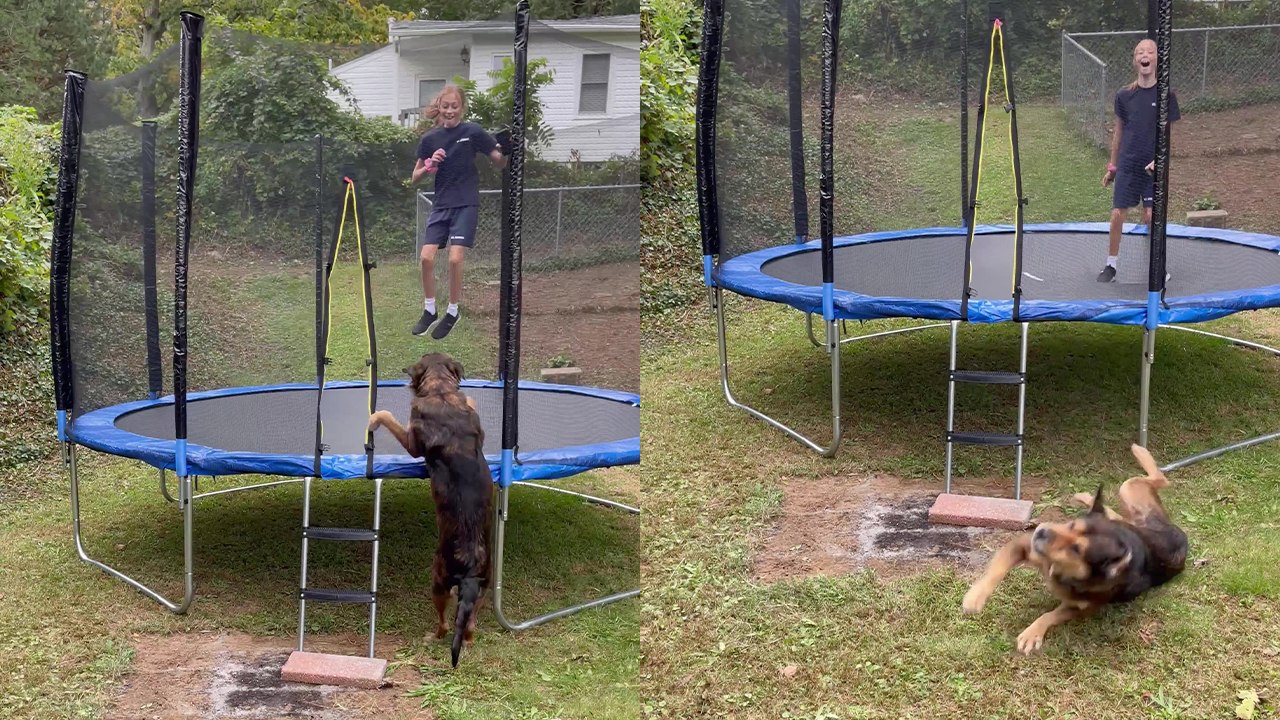 'Goofy dog knocked down onto the ground following funny trampoline fail ...