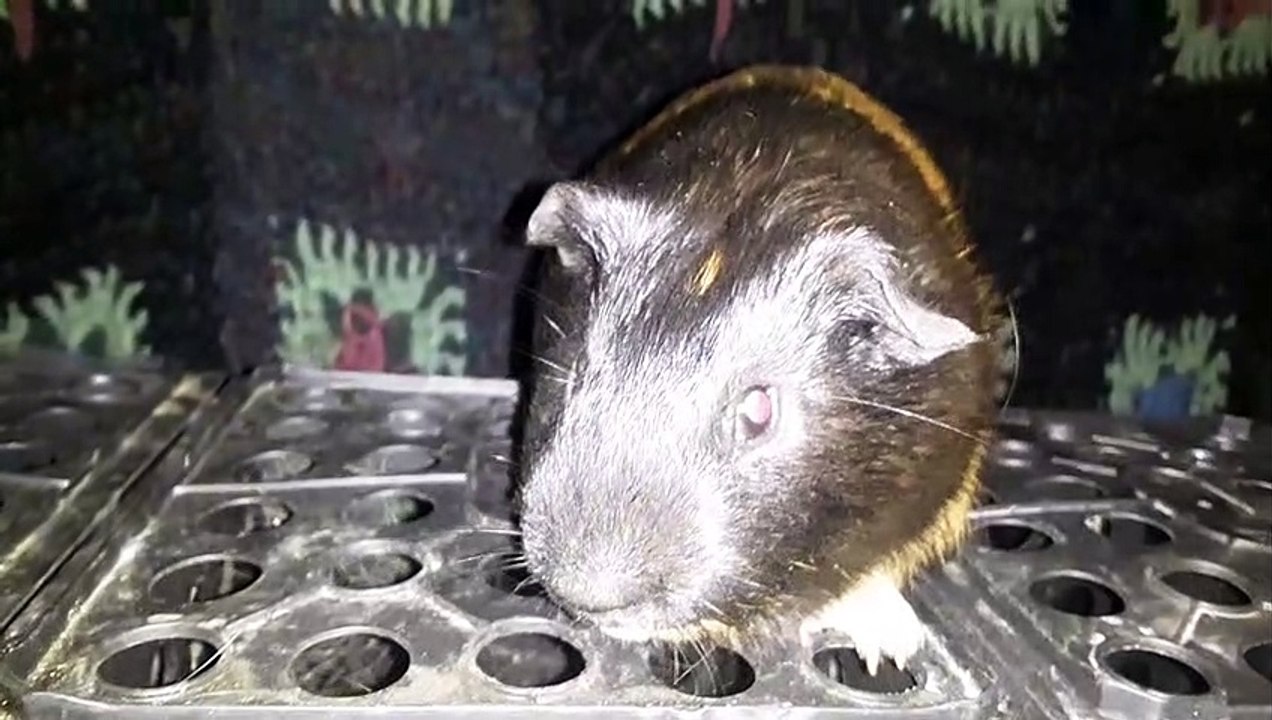 CAVIA PORCELLUS DAVID 20210330_055859 - video Dailymotion