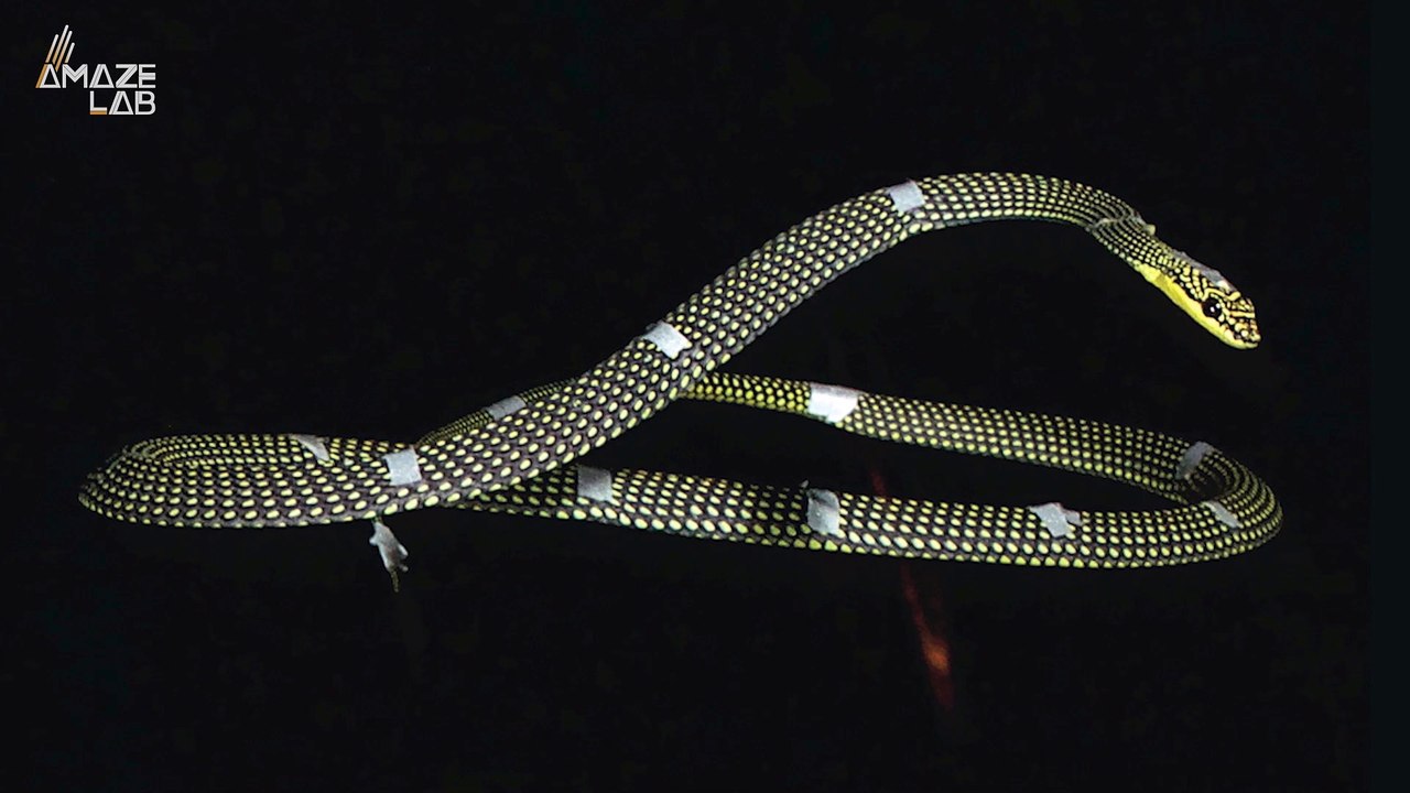Check Out These Amazing Flying Snakes Glide Through the Air! - video ...