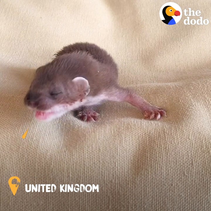 This Tiny, Perfect Creature Is A Baby Stoat - video Dailymotion