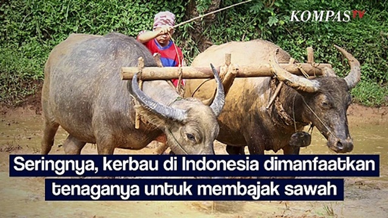 Nampak Mirip, Apa Perbedaan Kerbau dan Banteng? - Video Dailymotion