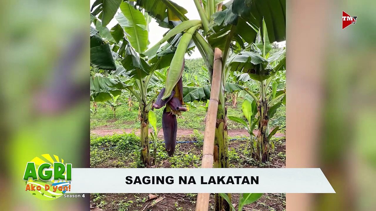 Saging na Lakatan - video Dailymotion