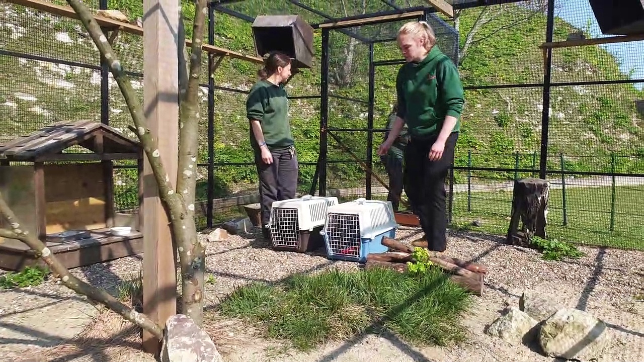 Choughs arrive at Dover Castle aviary March 2022