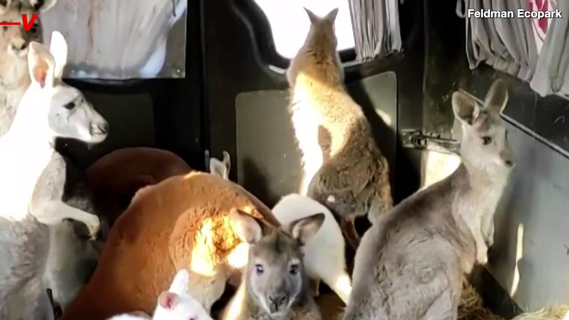 Kangaroo Kickboxing