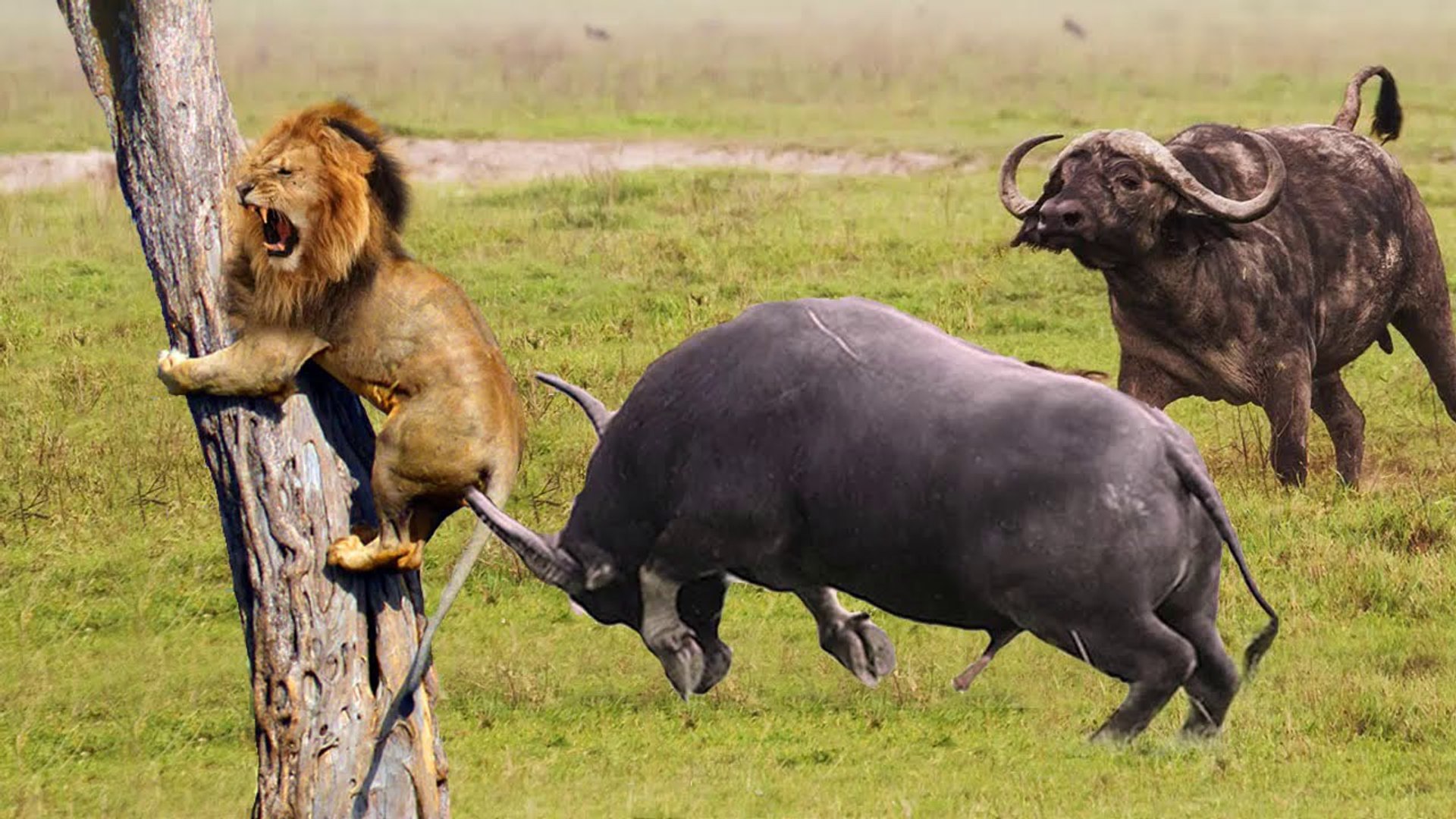 Wild Lion Fighting