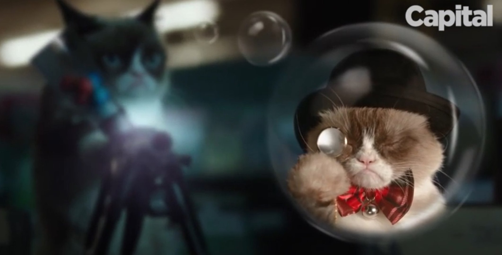Lil Bub Grumpy Cat Gif Lil Bub Gif GIFs | Tenor