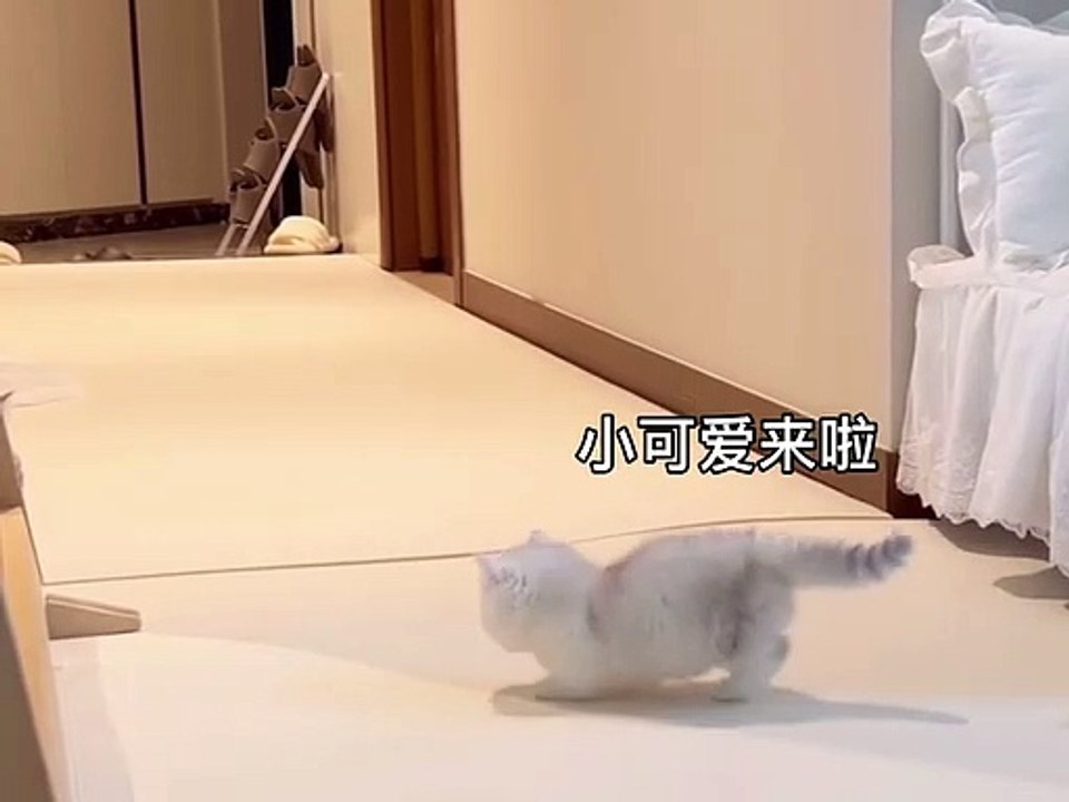 Baby cats are adorable - video Dailymotion