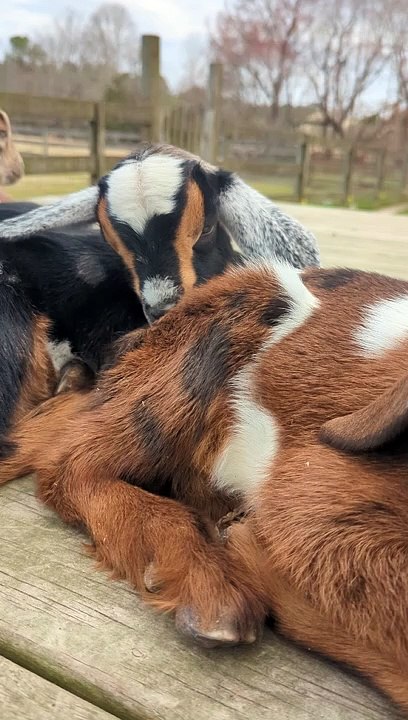 Baby Goats Napping - video Dailymotion