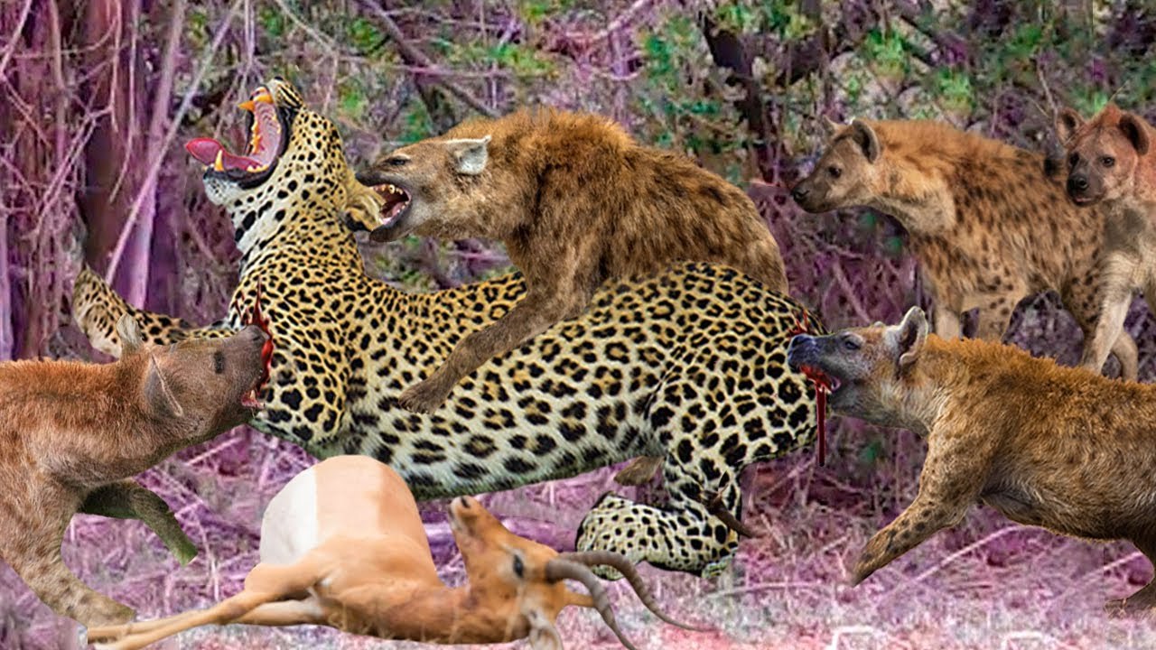 Hyenas VS Leopard , brutal bloody scene Hyenas got allied on Leopard ...