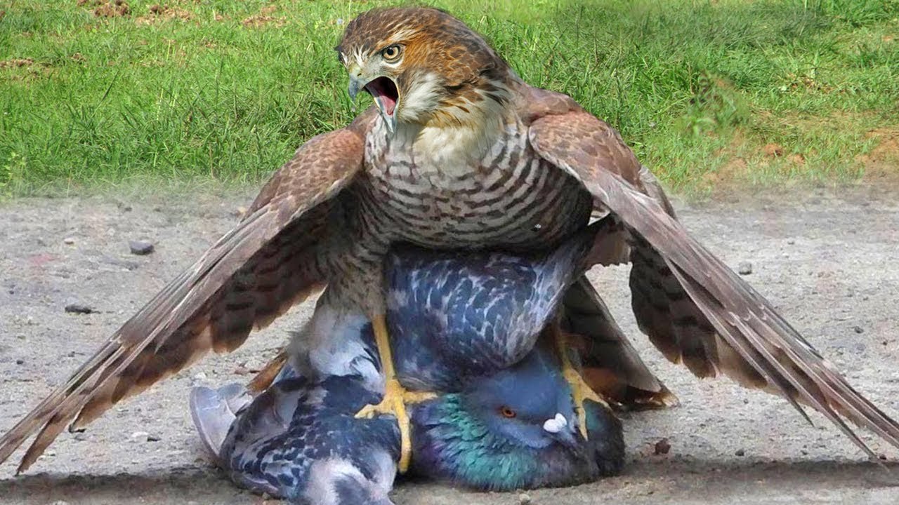 the most fast Hawk attacks ever taken on Camera ! snake ,dog, iguana ...