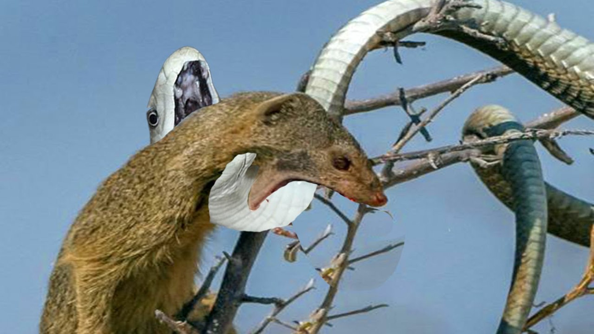 Mongoose Vs Snake Eggs