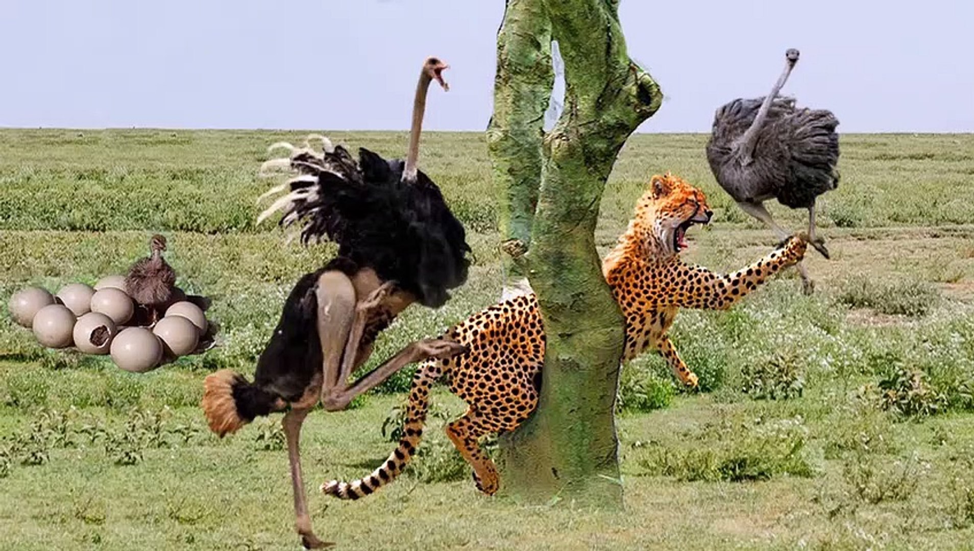 Cheetahs Hunting Ostrich