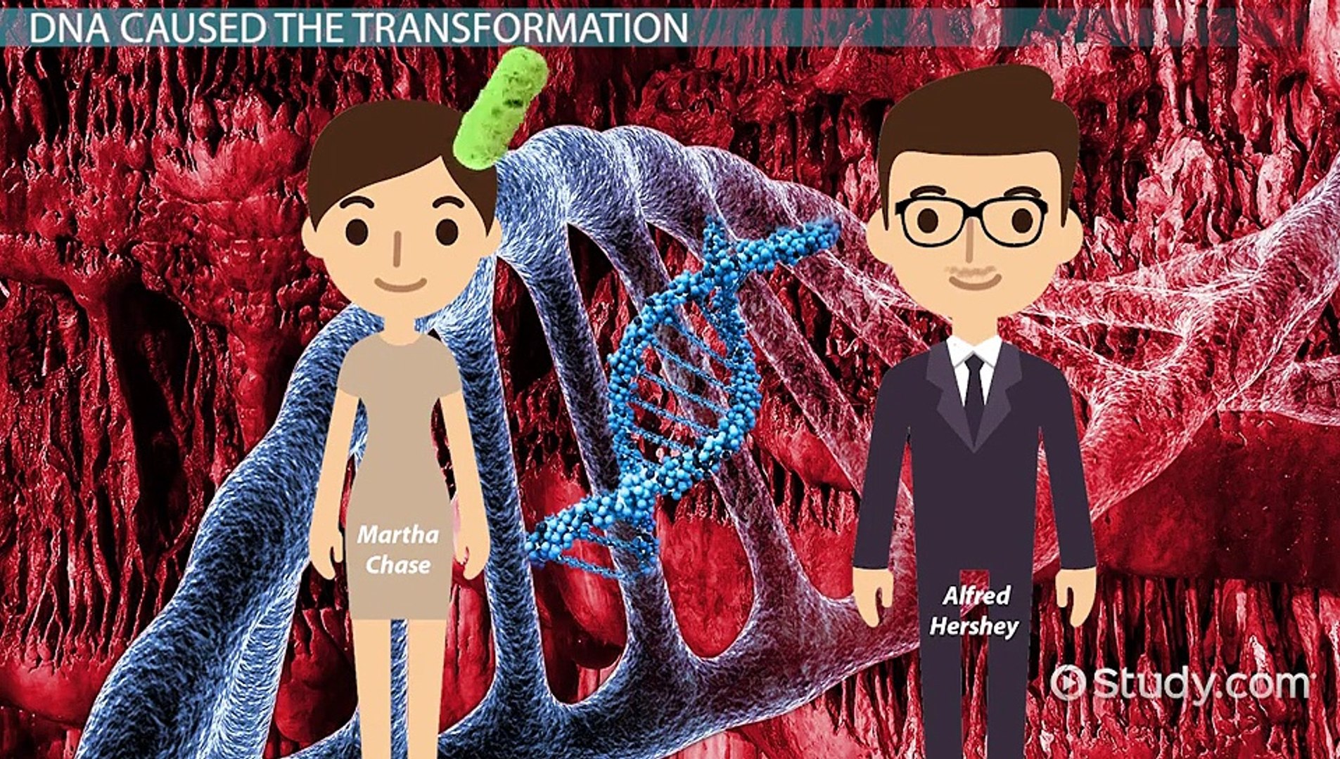 Dna Structure Animation Mcgraw Hill