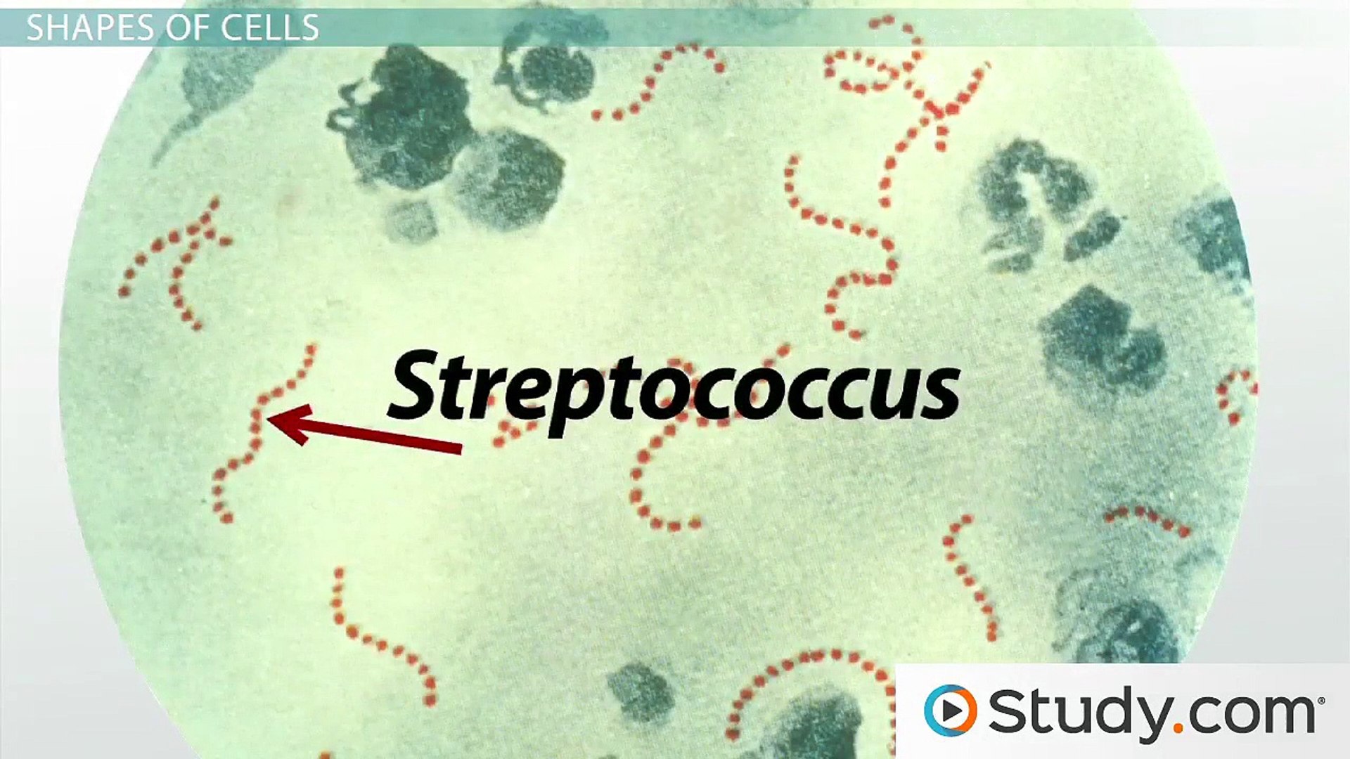 Scarlet Fever Bacteria Shape