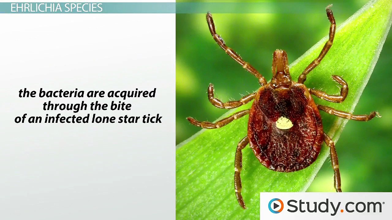 Human Ehrlichiosis- Causes, Symptoms, Treatment & Prevention - video ...