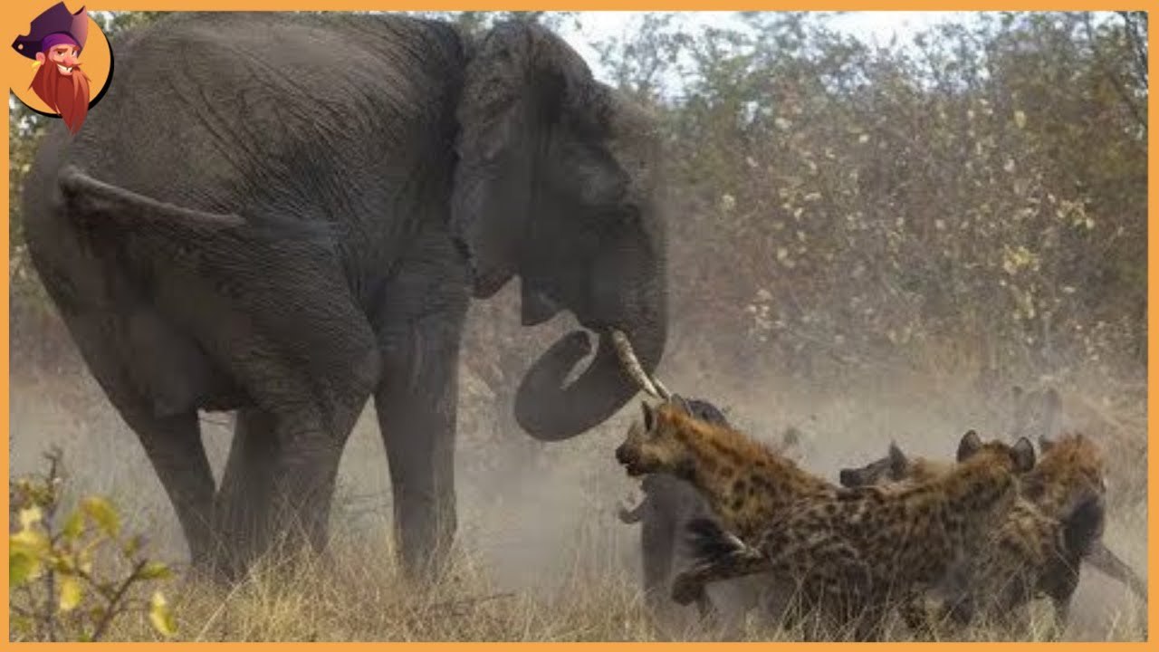 frightening moment , predator kill the prey before devour them! - video ...