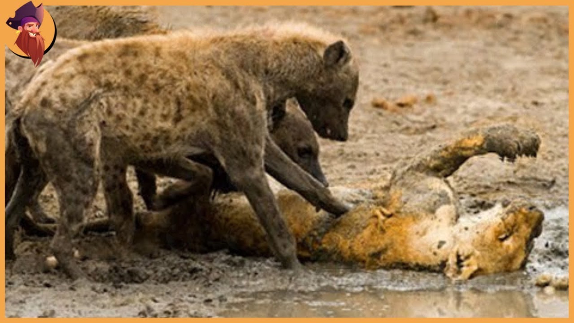 Lion Vs Hyena Fight Lion Vs Hyena Fight To Death Lions Fighting To