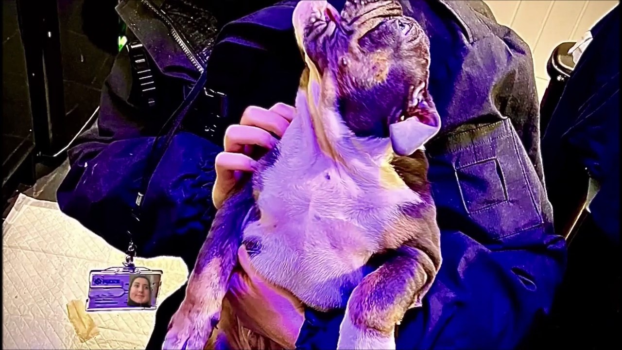 Police Project Adder - video Dailymotion