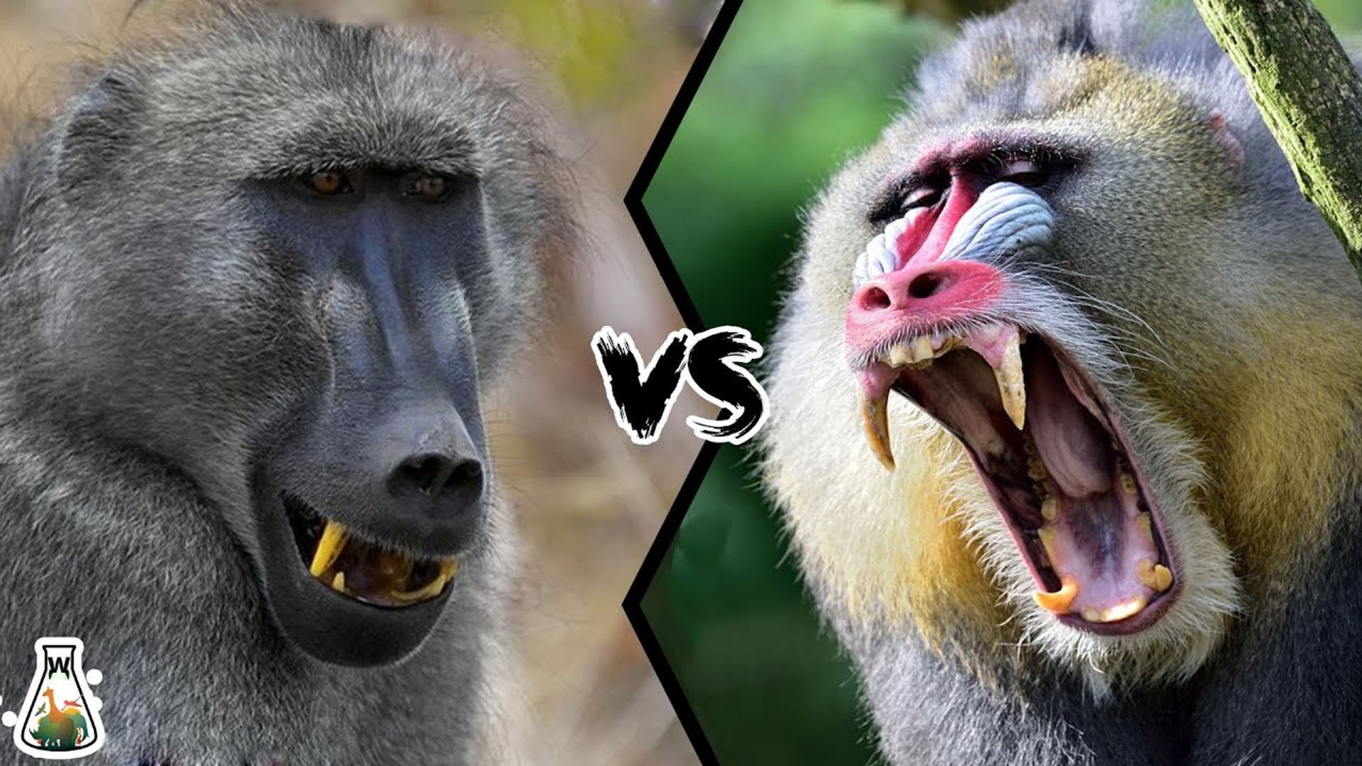 Mandrill Vs Leopard