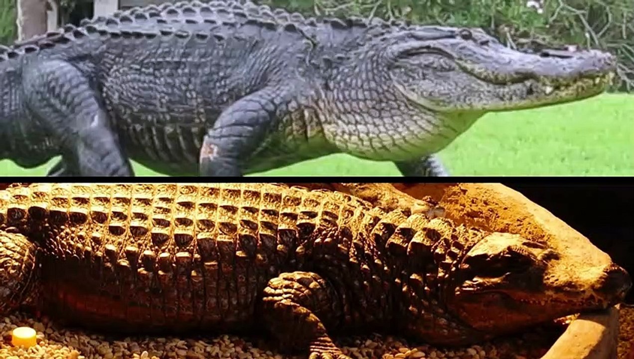 Which is the strongest: the American Alligator or the Black Caiman ...