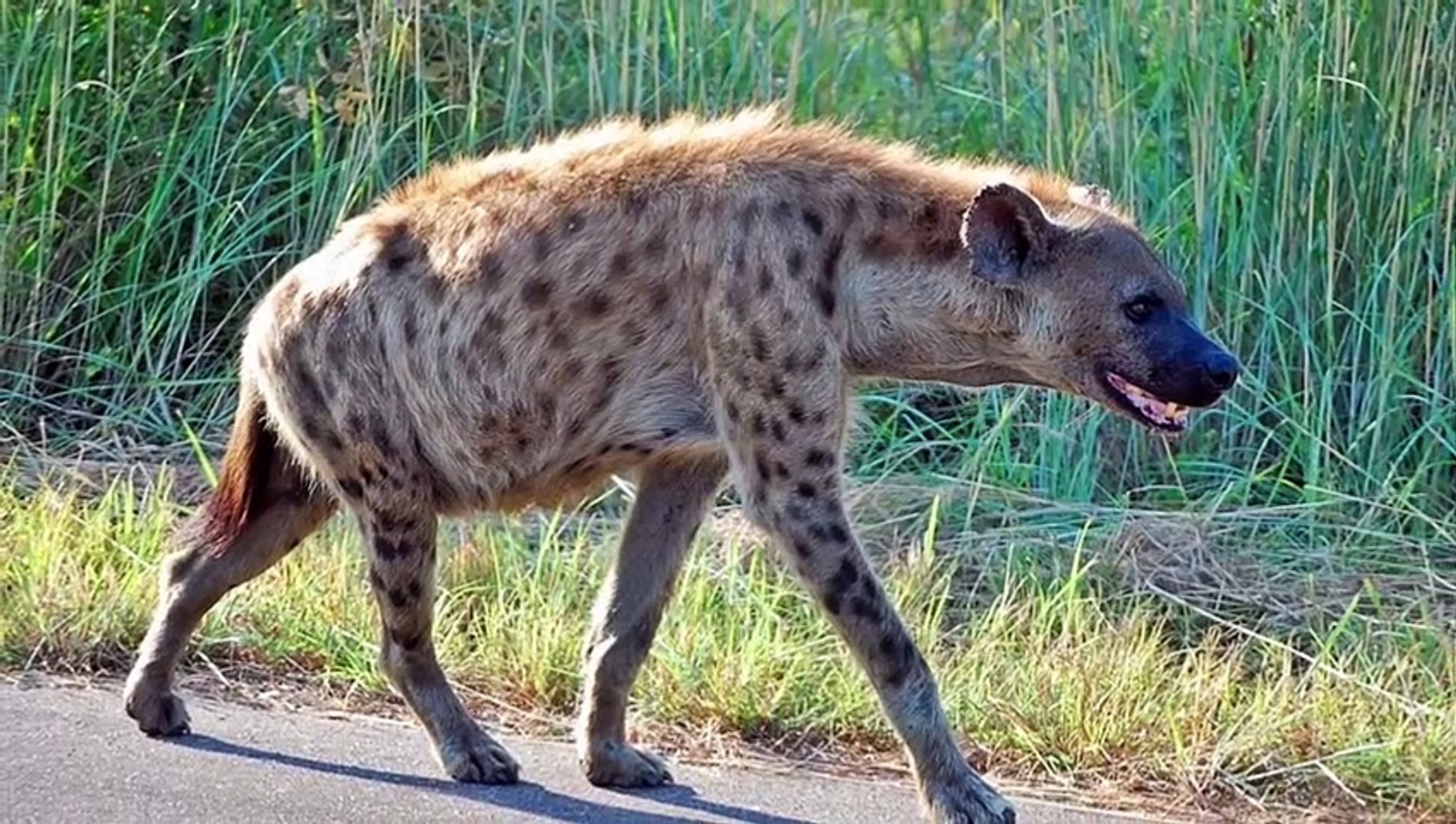 Hyena Vs Cheetah Who Would Win