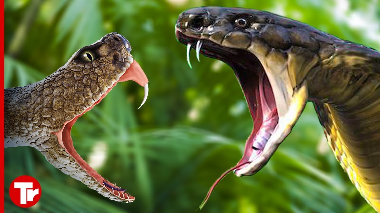 Who will win the confrontation between a king cobra and a python ...