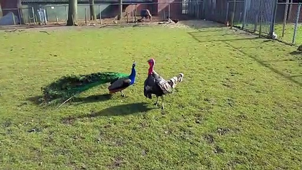 Turkey vs Peacock - who will win??? - Video Dailymotion