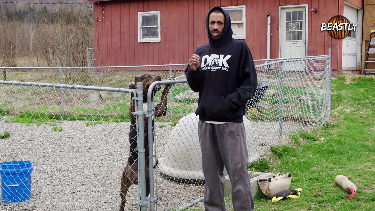 Meet Sossa, DDK9's Next Protection Superdog - video Dailymotion